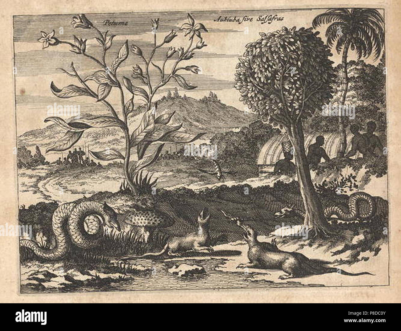 vintage etching illustration Stock Photo - Alamy