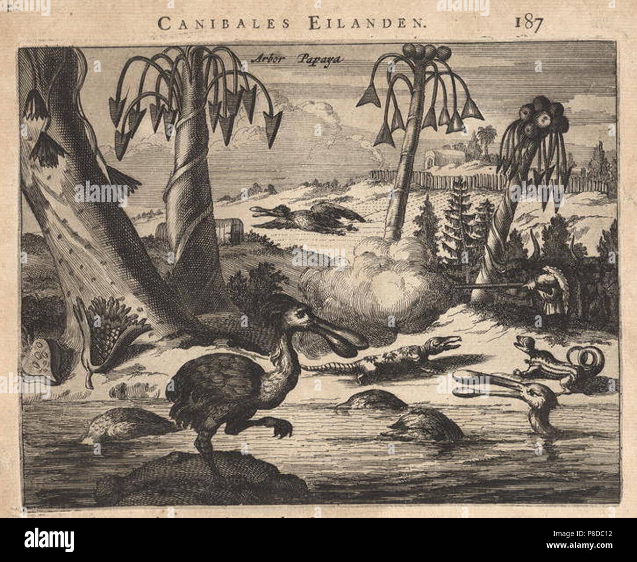 vintage etching illustration Stock Photo - Alamy