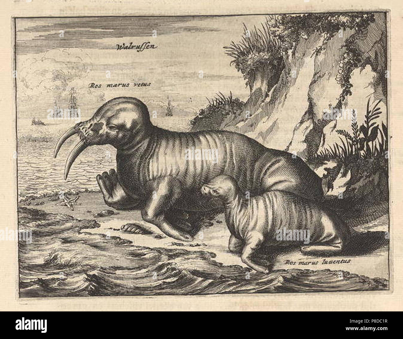 vintage etching illustration Stock Photo - Alamy