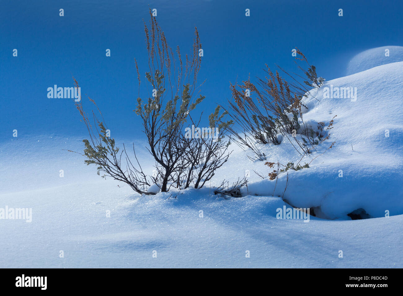 Freezing desert hi-res stock photography and images - Alamy