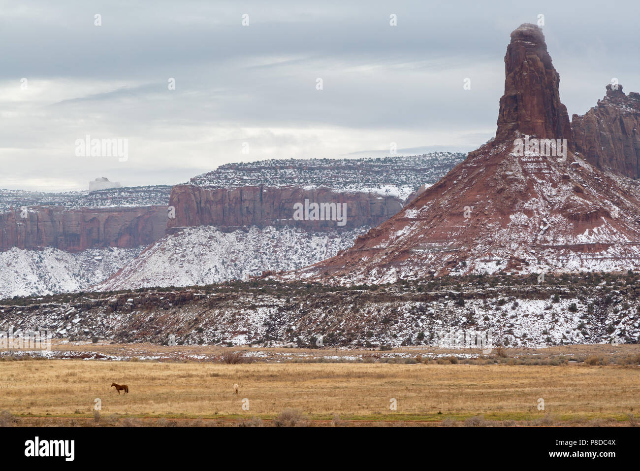Two horses wandering the valley of Indian Creek below the large ...
