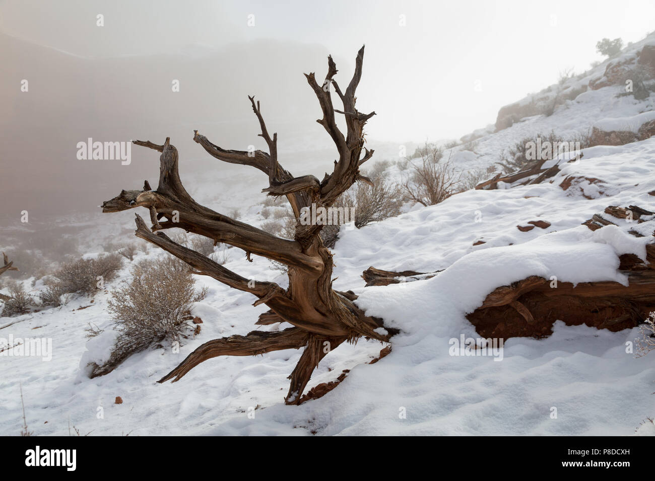 Dead juniper tree hi-res stock photography and images - Alamy