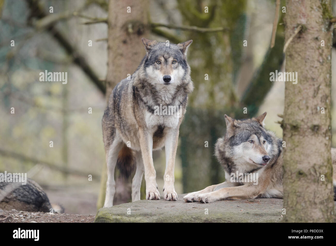 Wolf in the forest focused on prey Stock Photo - Alamy