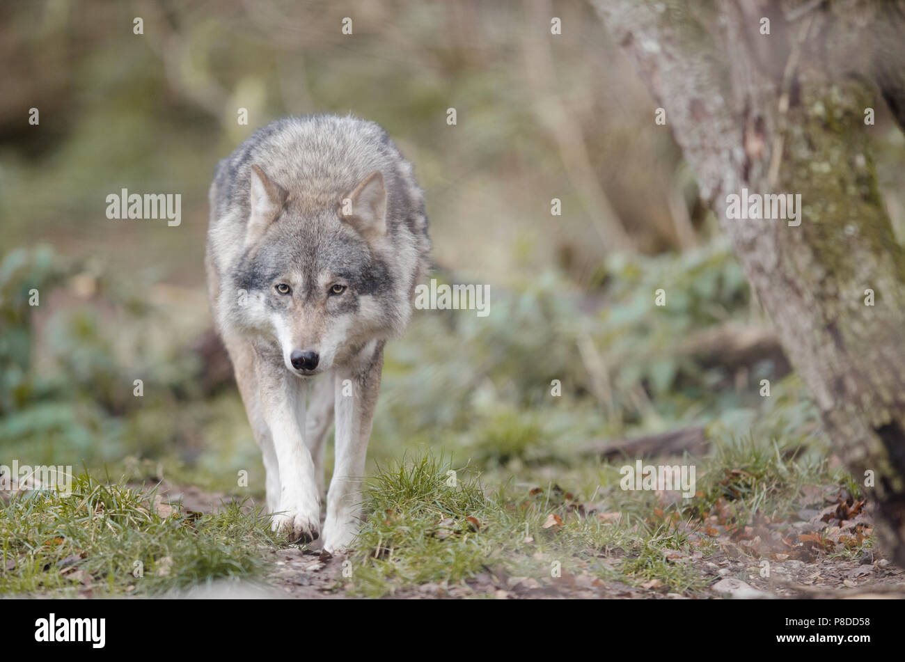 Greenland wolf hi-res stock photography and images - Alamy