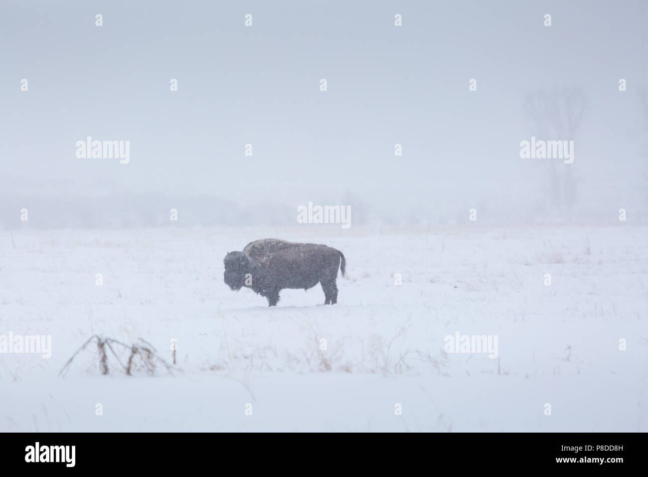 A solitary bison standing alone in a winter storm passing through ...