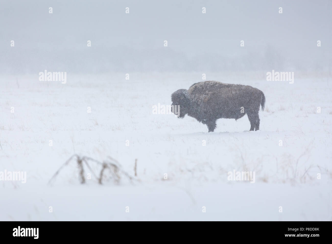 A lone bison standing in a field during a strong winter storm. Grand ...
