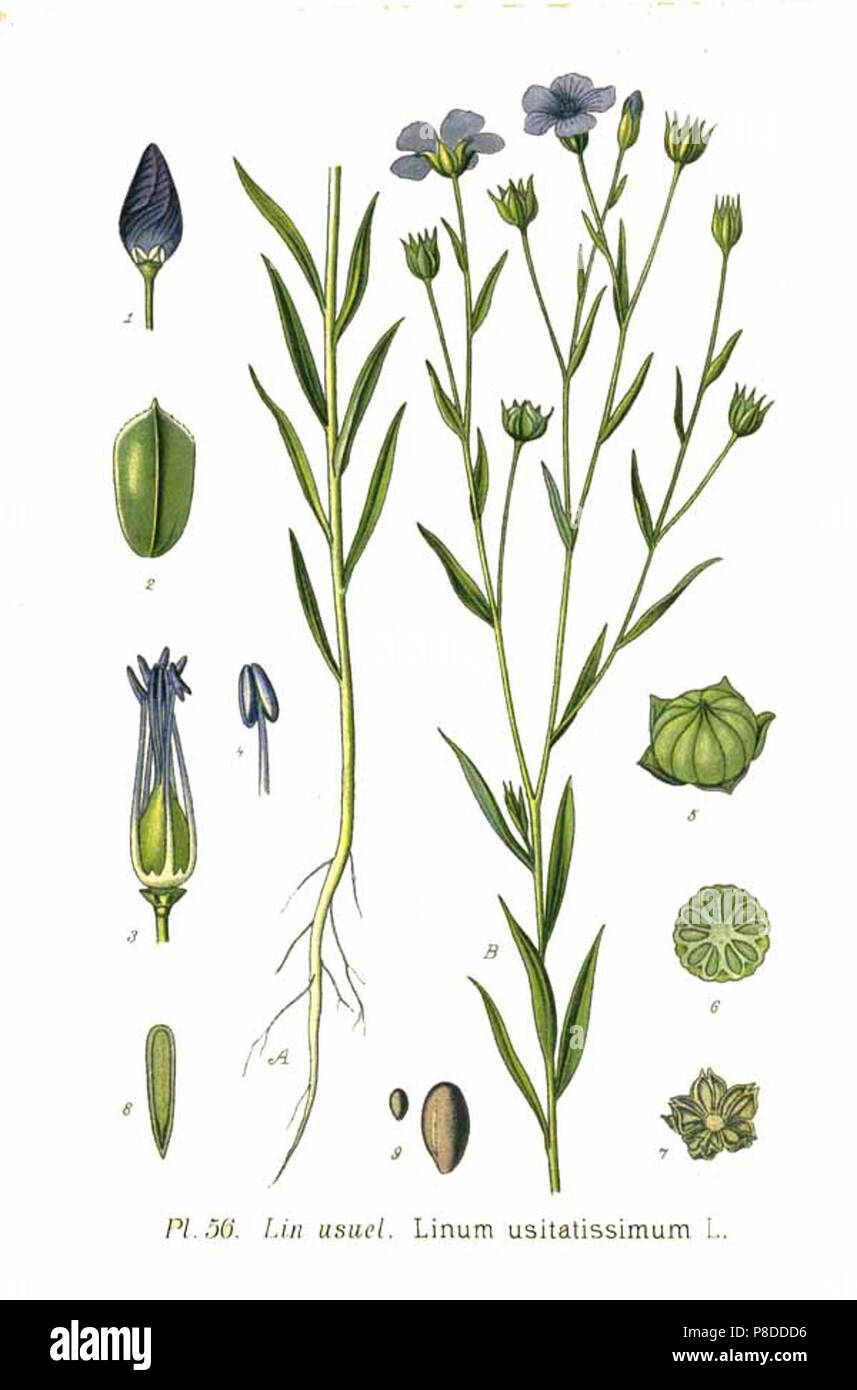 56 Linum usitatissimum L Stock Photo - Alamy