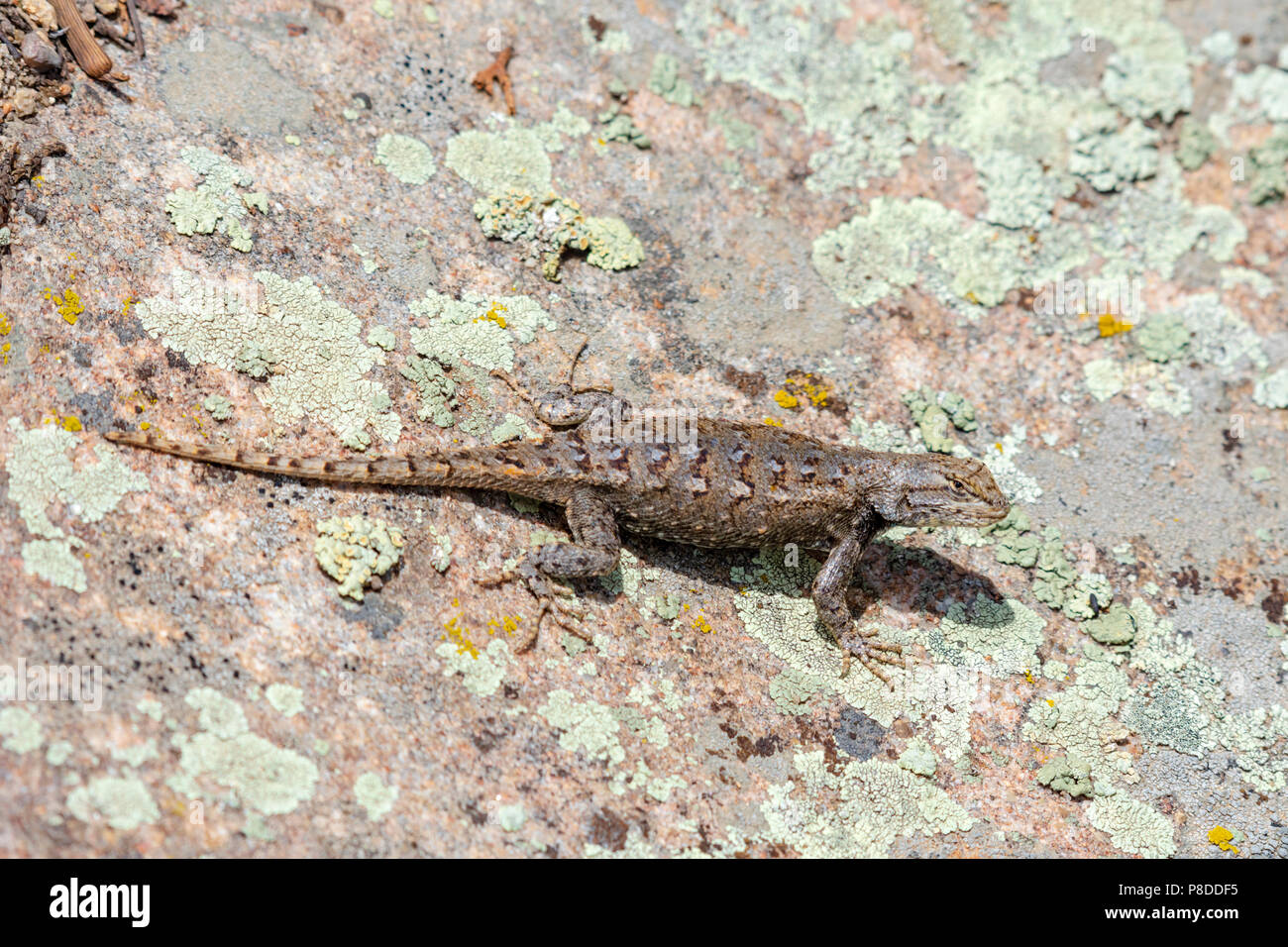 Plateau fence lizard sceloporus tristichus hi-res stock photography and ...