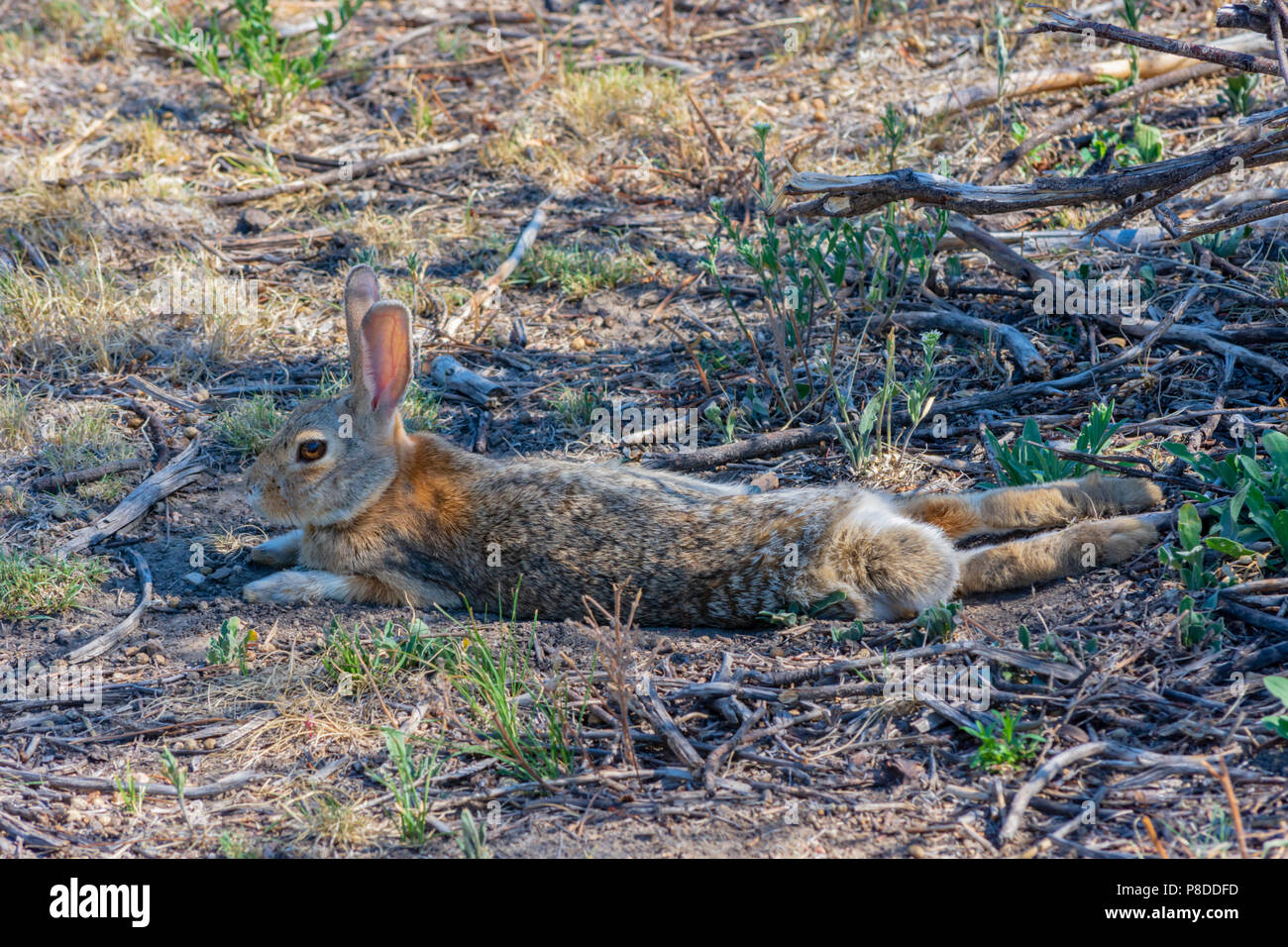 Mountain Cottontail Rabbit trying to stay cool by stretching out its ...