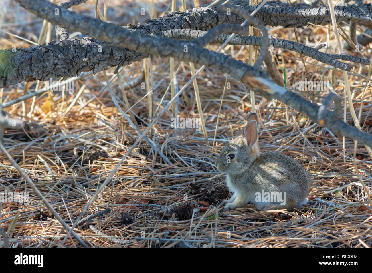 Young animals of north america hi-res stock photography and images - Alamy