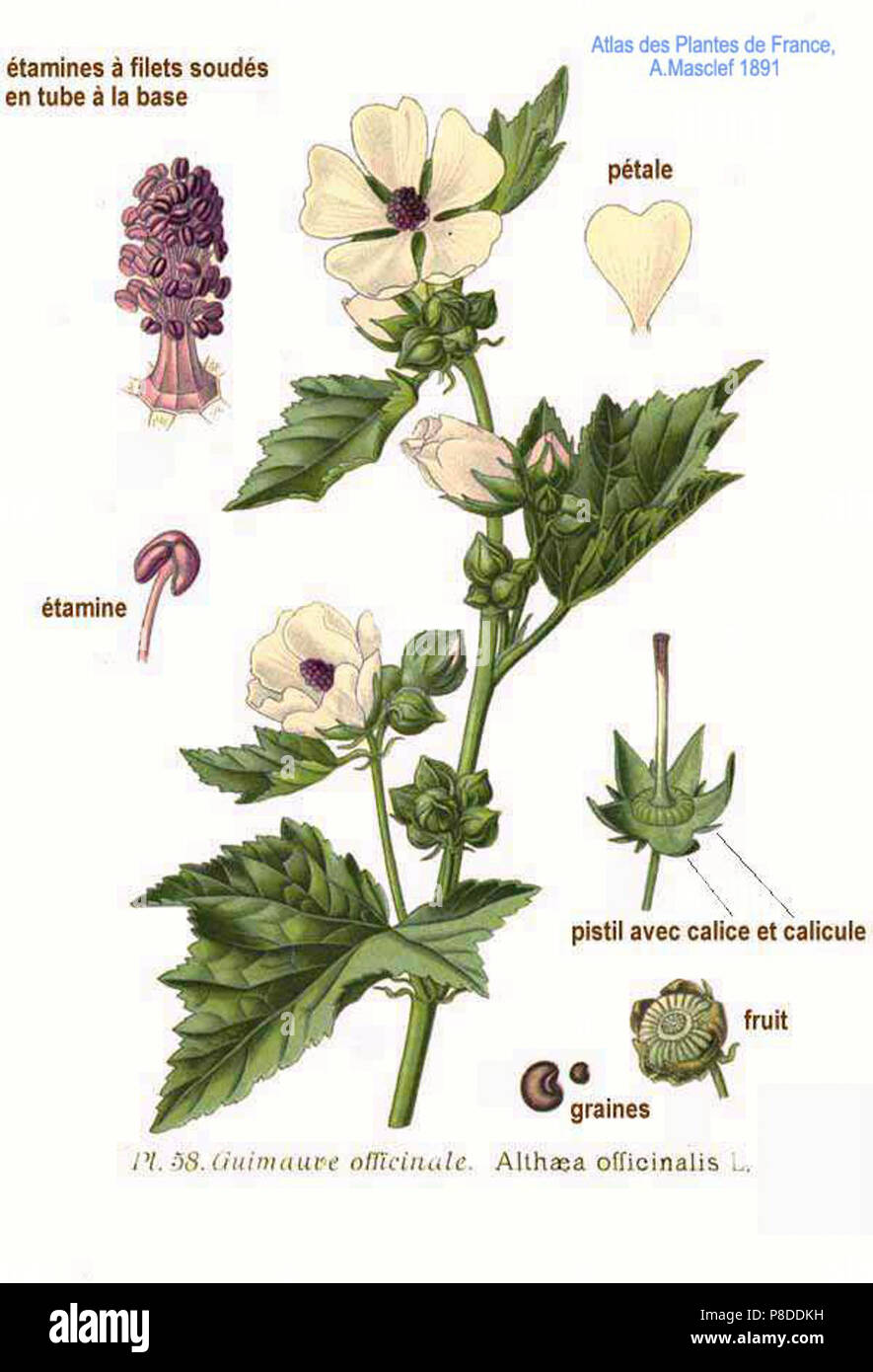 Althaea officinalis l hi-res stock photography and images - Alamy