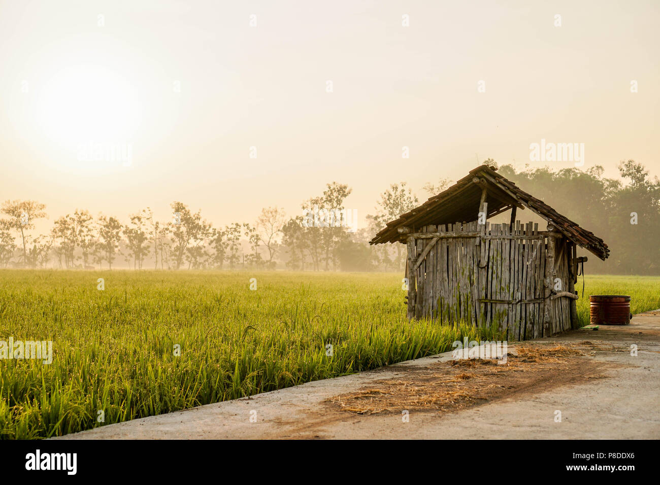 Rice field house hi-res stock photography and images - Alamy