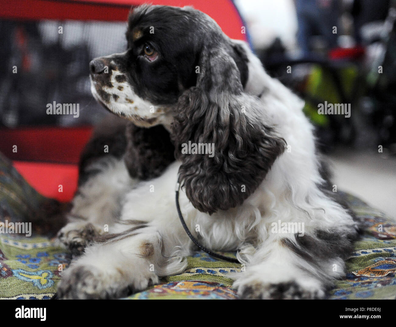 The American Cocker Spaniel at dog show, Moscow Stock Photo - Alamy