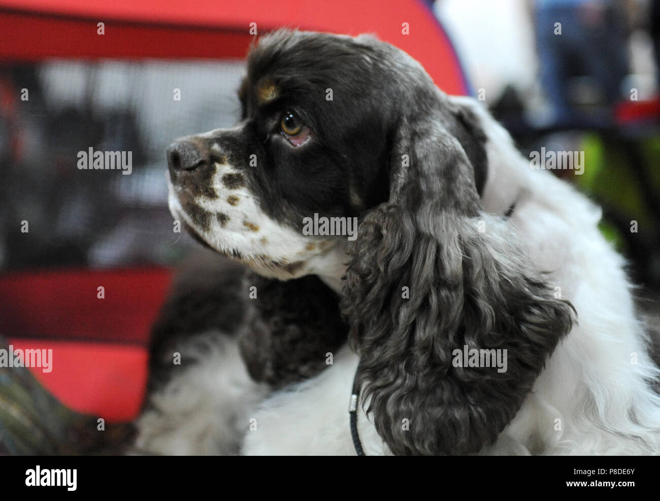 American evaluation hi-res stock photography and images - Alamy