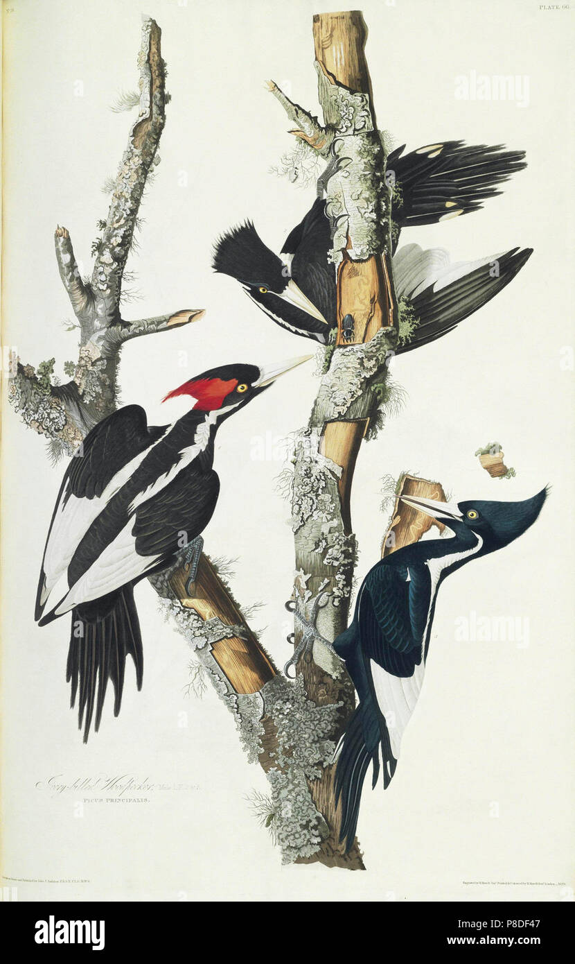 66 Ivory-billed Woodpecker (Duke of Portland Audubon edition Stock ...