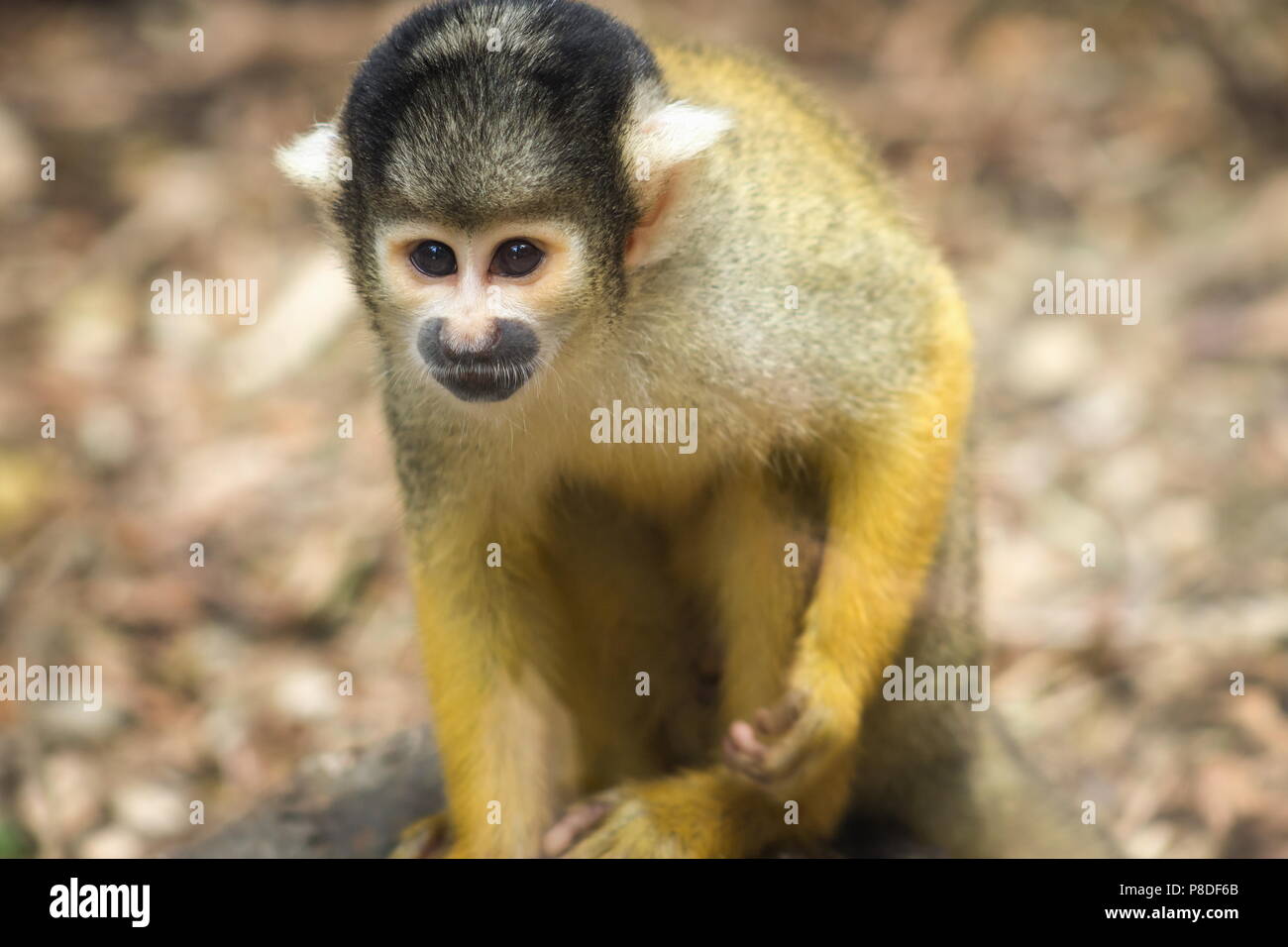 The black-capped squirrel monkey (Saimiri boliviensis) is a South ...