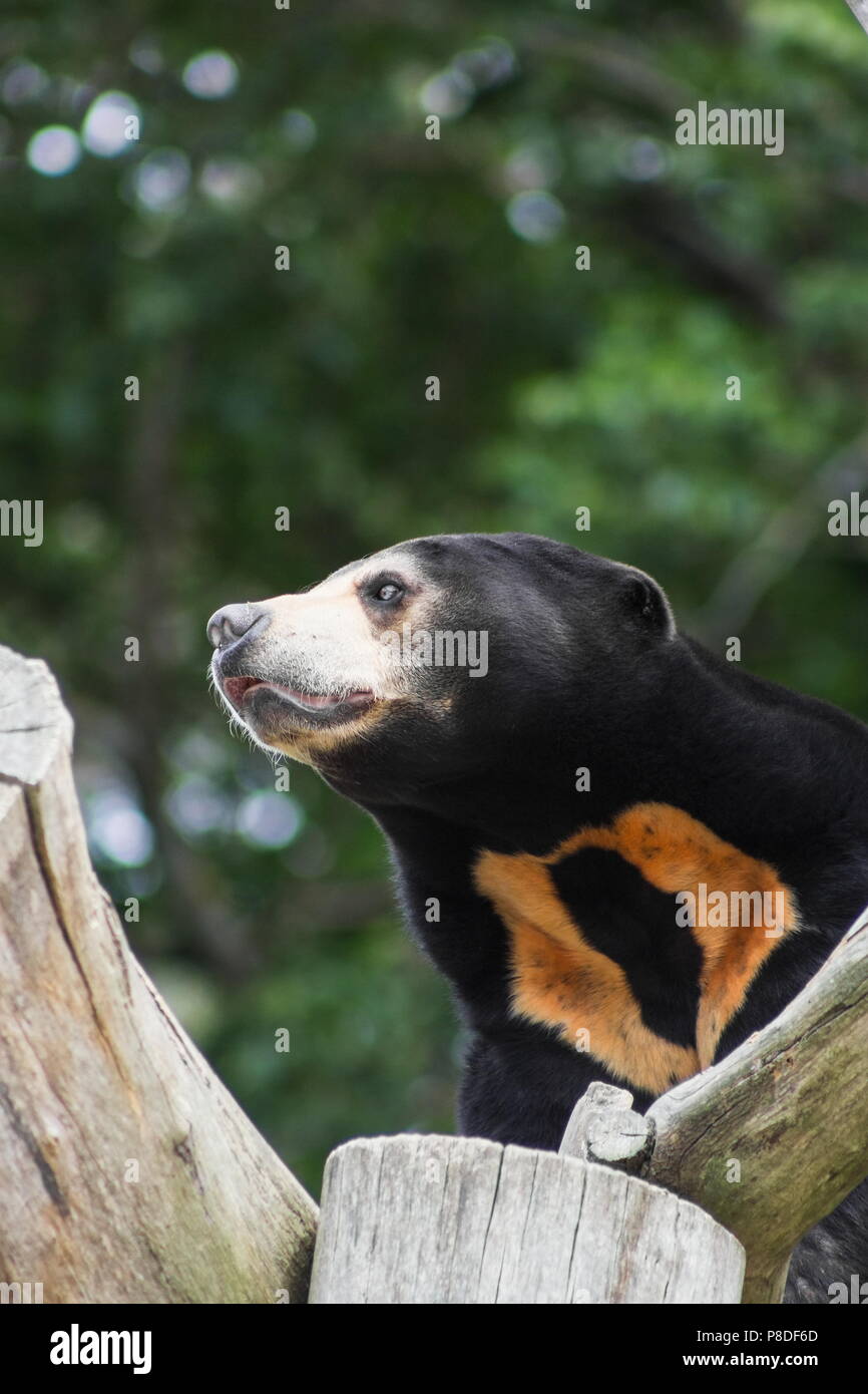 Asian sun bear hi-res stock photography and images - Alamy