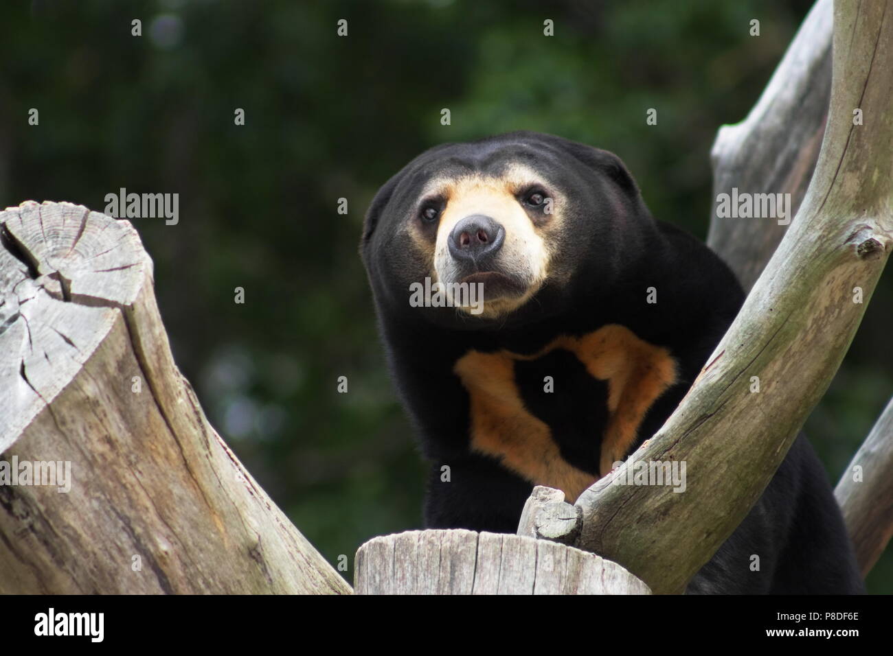 Asian sun bear hi-res stock photography and images - Alamy
