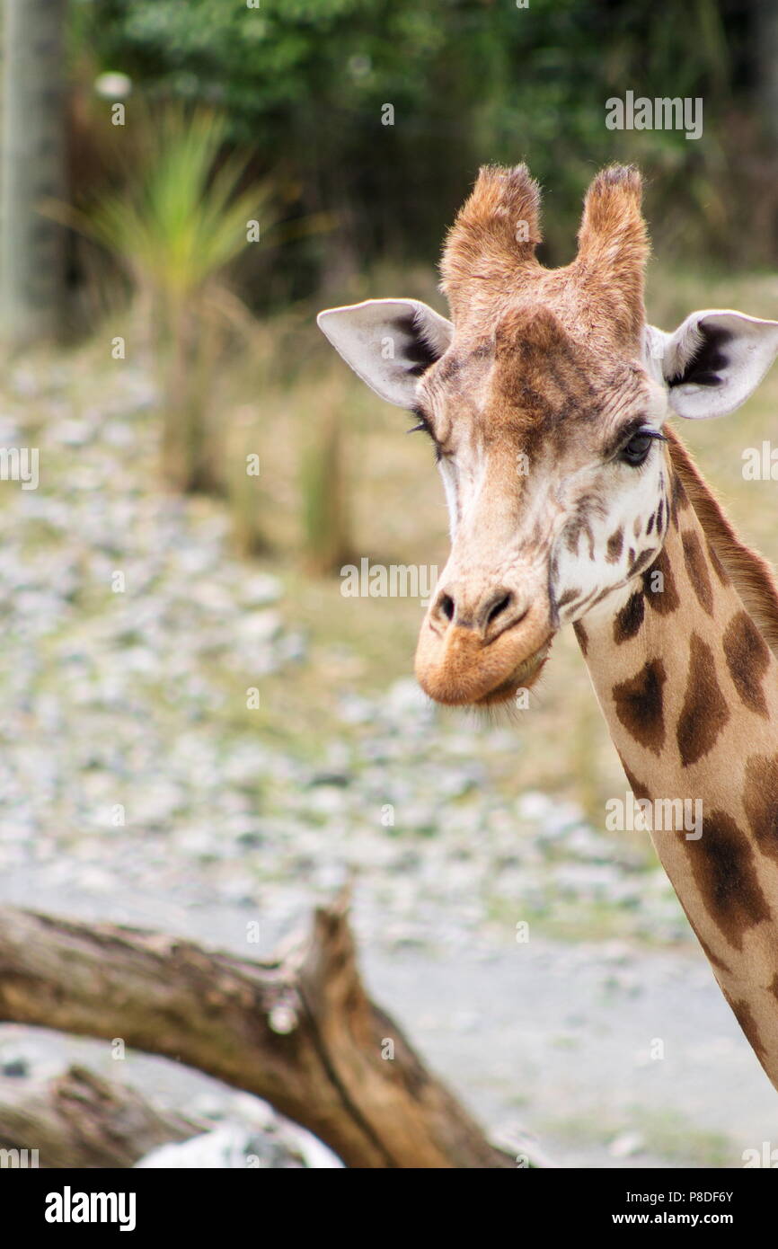 Giraffe face hi-res stock photography and images - Alamy