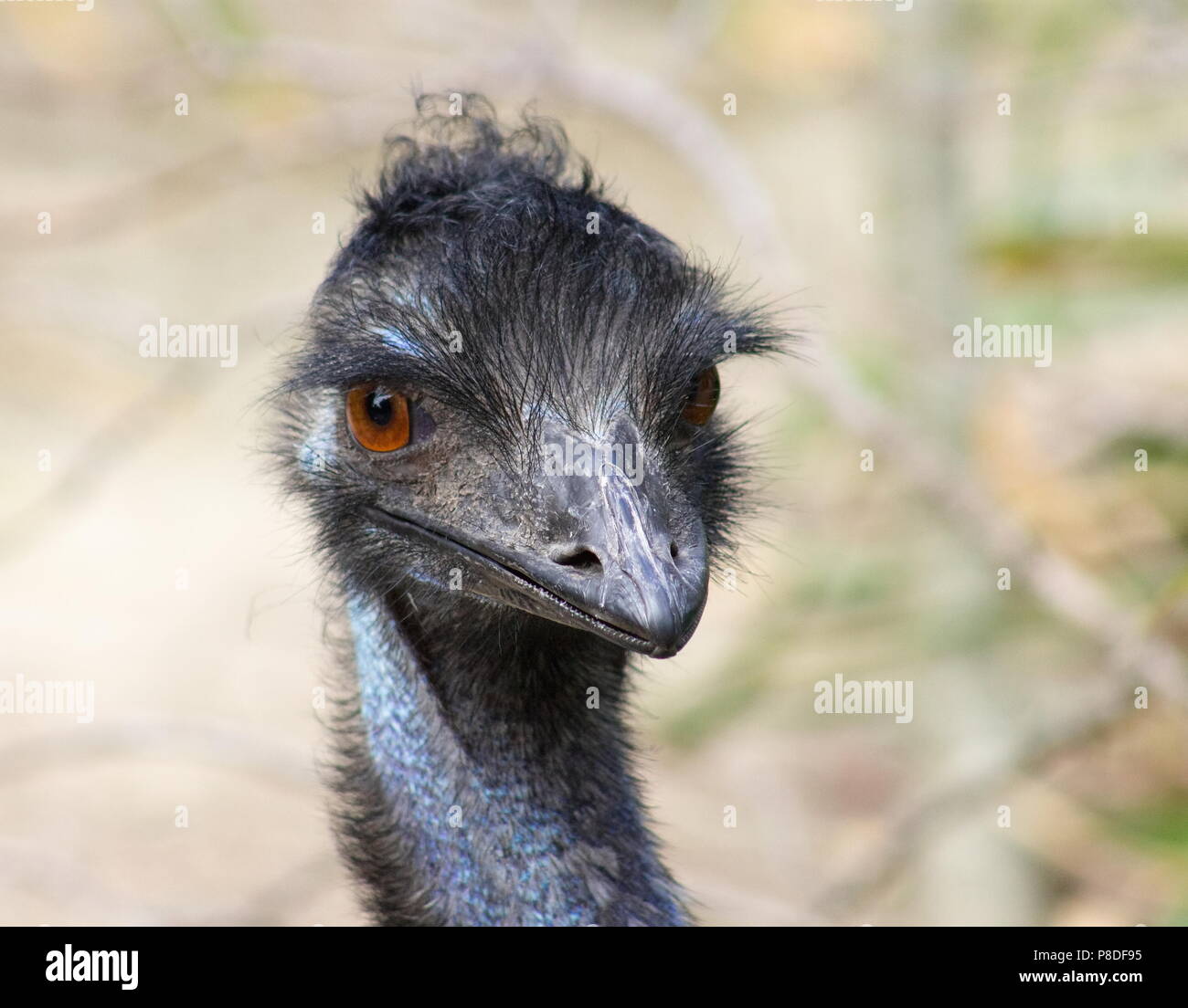 Emu profile hi-res stock photography and images - Alamy