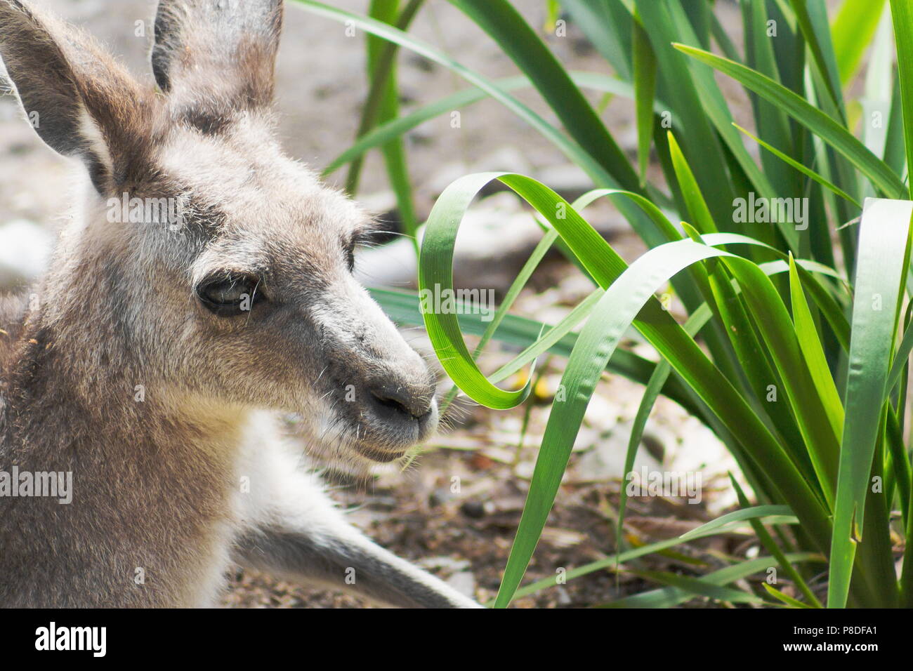 Family macropodidae hi-res stock photography and images - Alamy