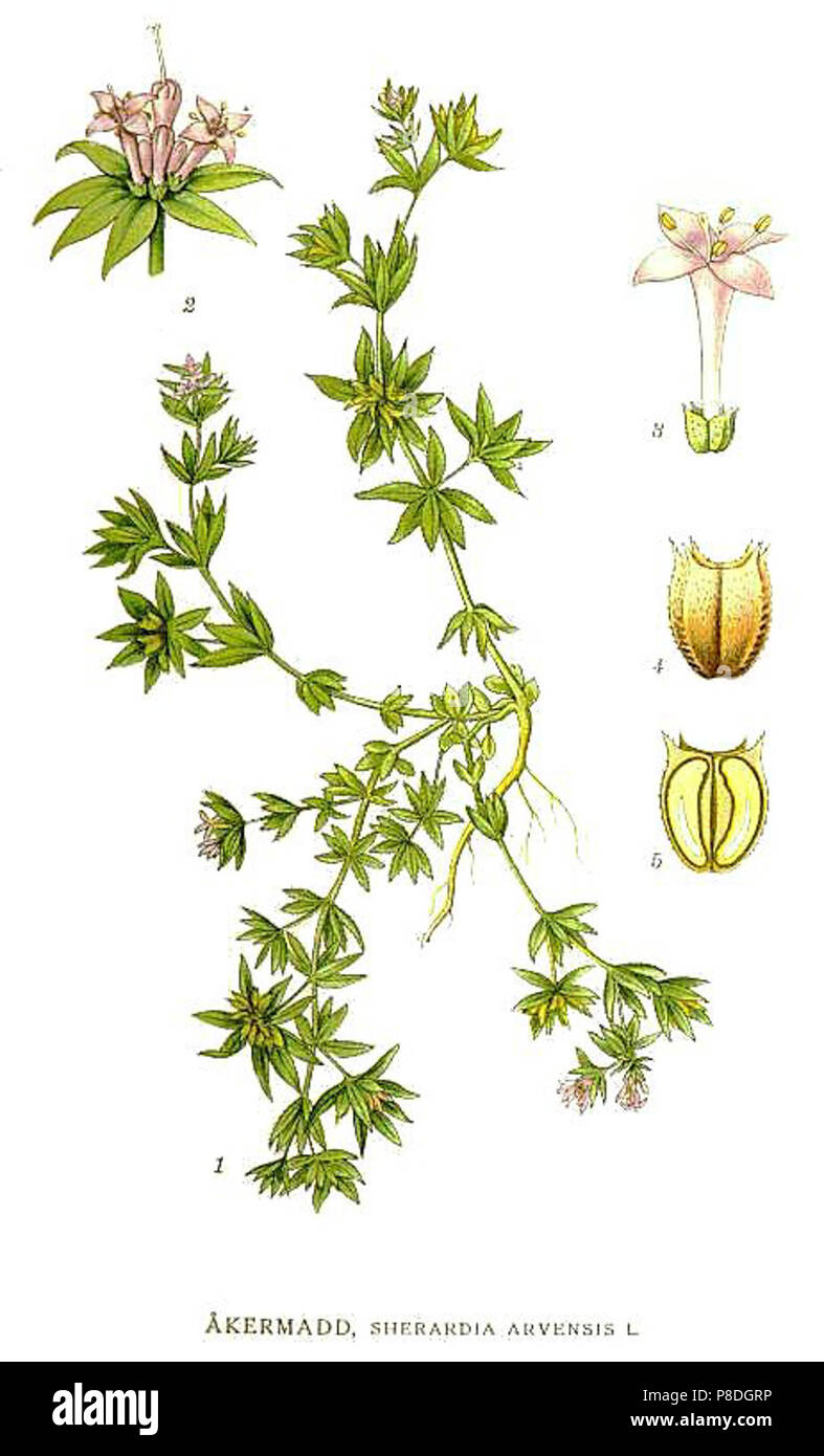 Sherardia arvensis hi-res stock photography and images - Alamy