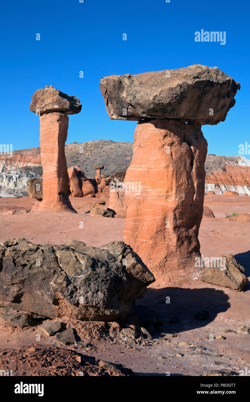 Tall toadstools hi-res stock photography and images - Alamy