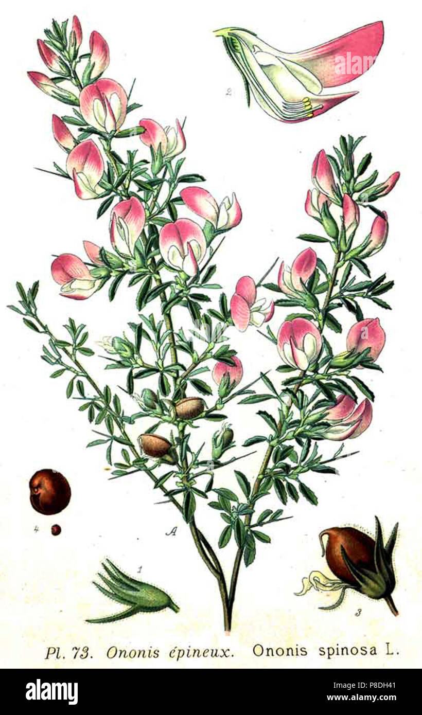 73 Ononis spinosa L Stock Photo - Alamy