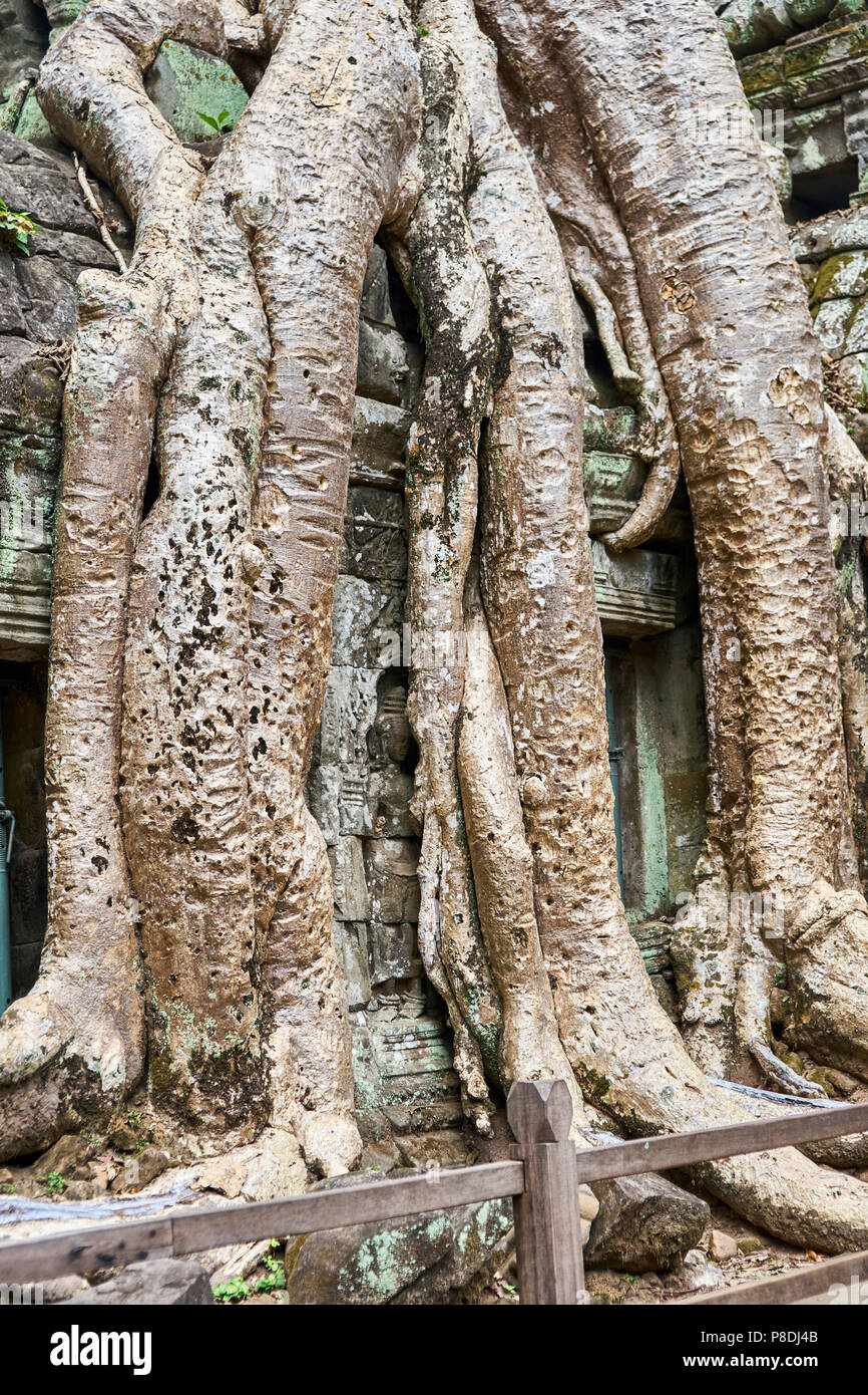 Tree roots growing over the walls at Angkor Thom Stock Photo - Alamy
