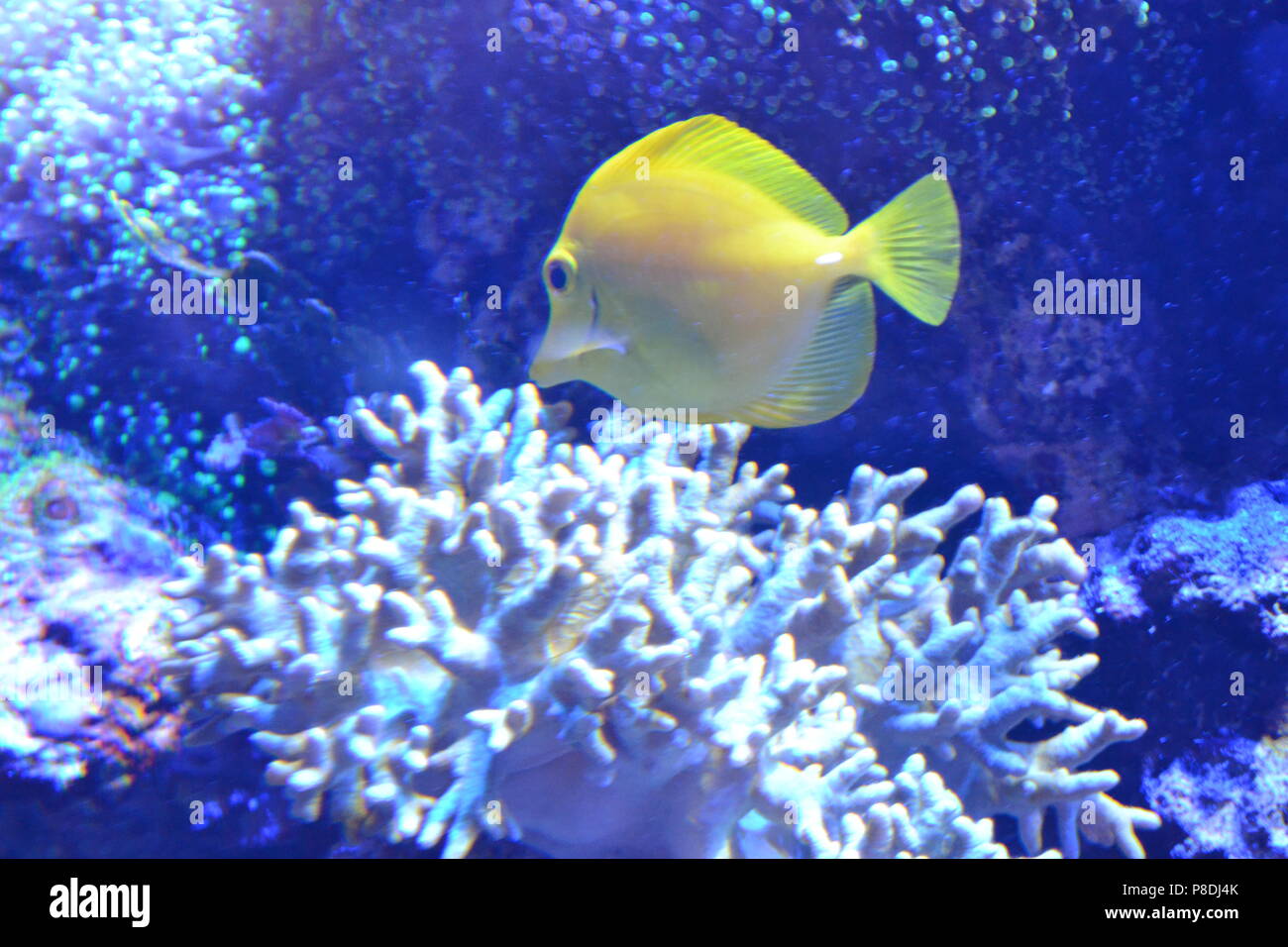 Yellow fish underwater Stock Photo - Alamy