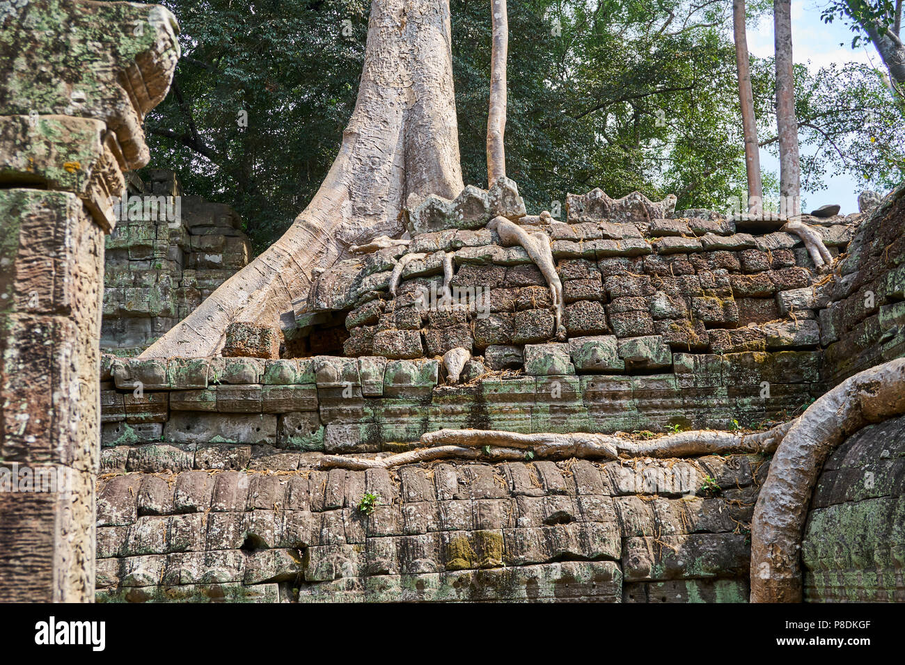 Tree roots growing on Angkor Thom Stock Photo - Alamy