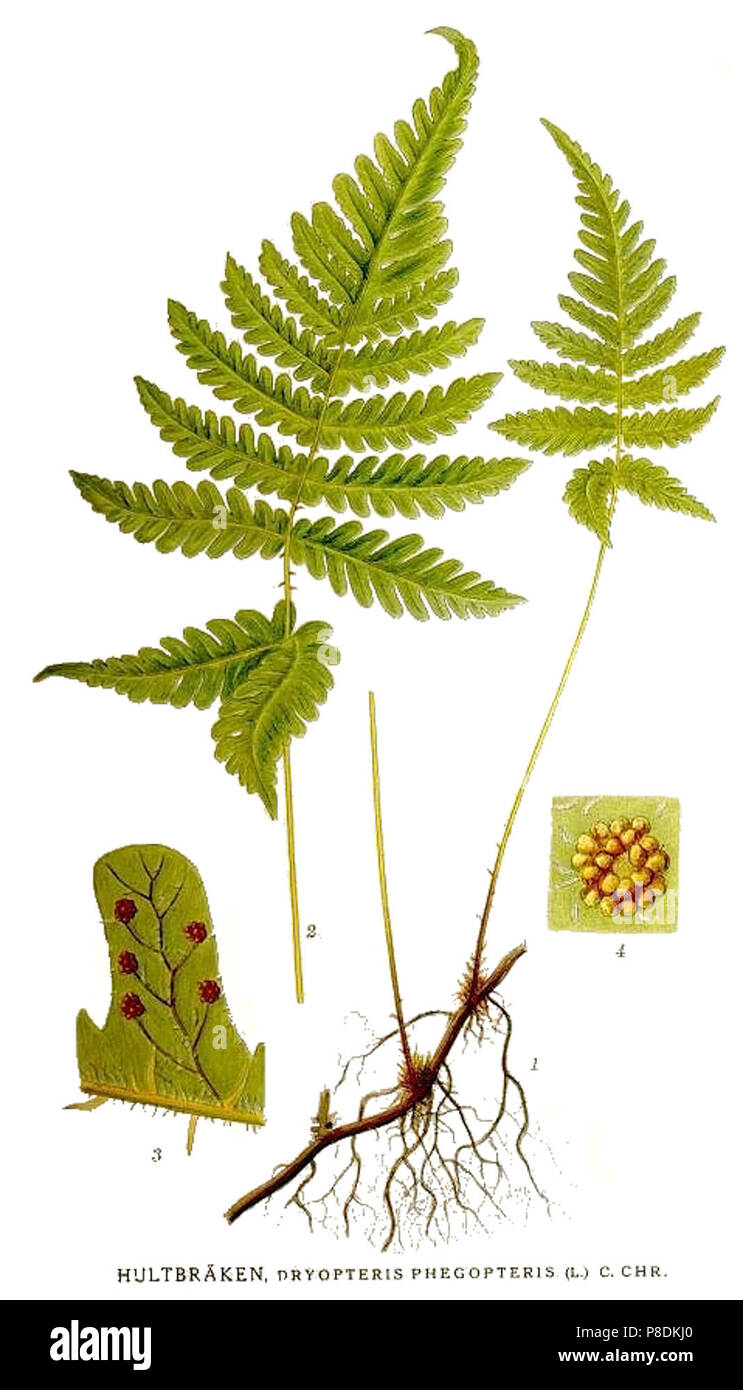 Dryopteris phegopteris hi-res stock photography and images - Alamy