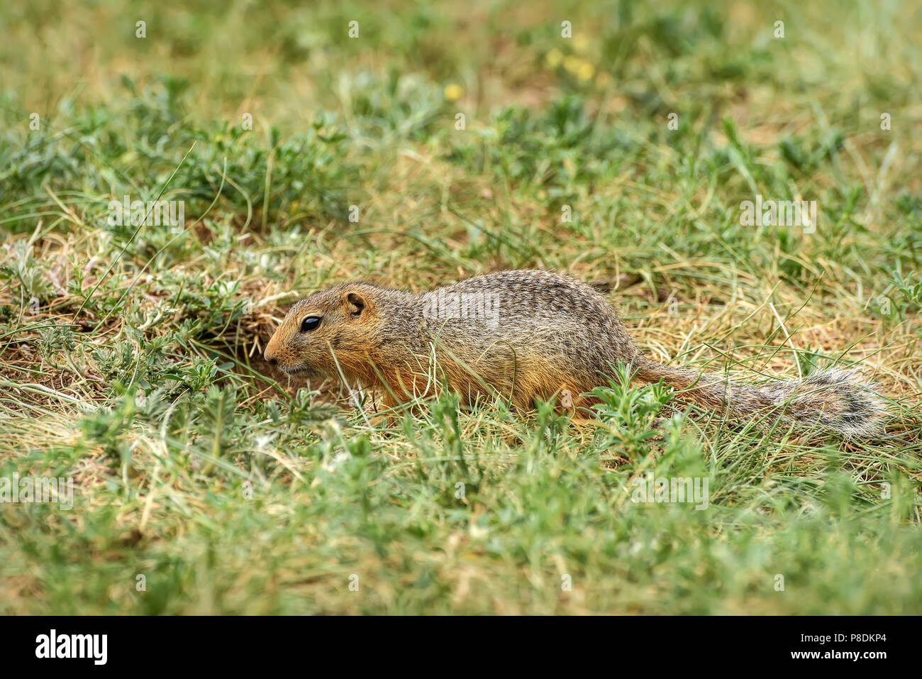 Cute gopher sits near a hole in the grass in the steppe Stock Photo - Alamy