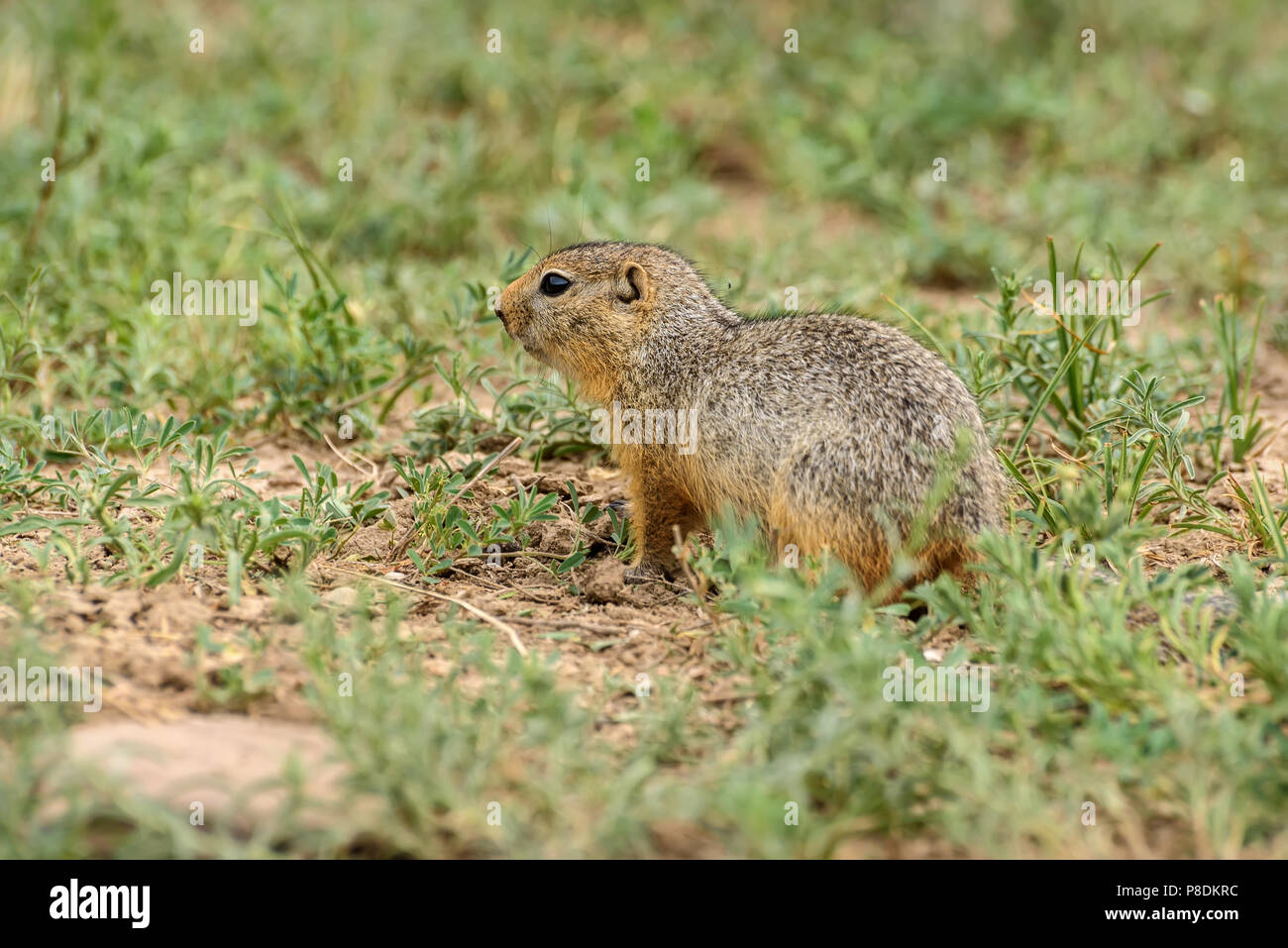 Cute gopher sits near a hole in the grass in the steppe Stock Photo - Alamy