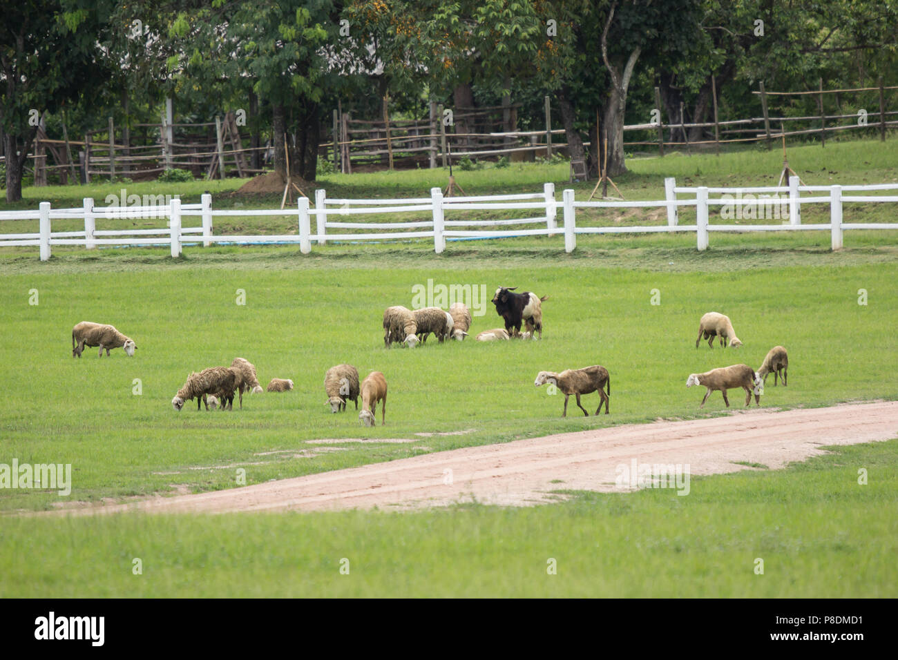 sheep in farm with green field and white fence Stock Photo - Alamy