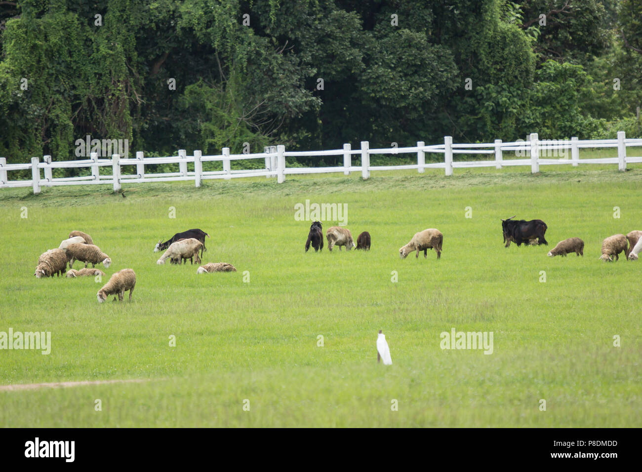 sheep in farm with green field and white fence Stock Photo - Alamy