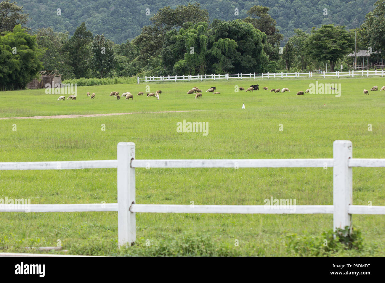 sheep in farm with green field and white fence Stock Photo - Alamy