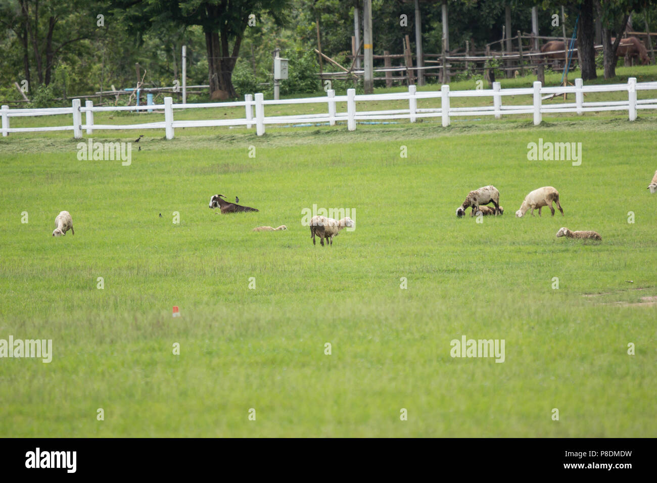 sheep in farm with green field and white fence Stock Photo - Alamy