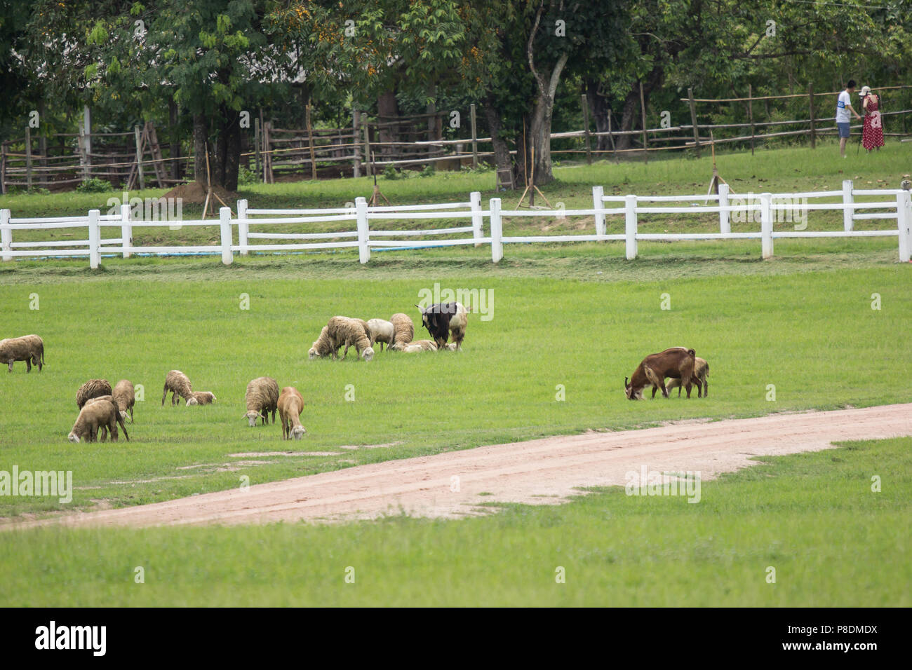 sheep in farm with green field and white fence Stock Photo - Alamy