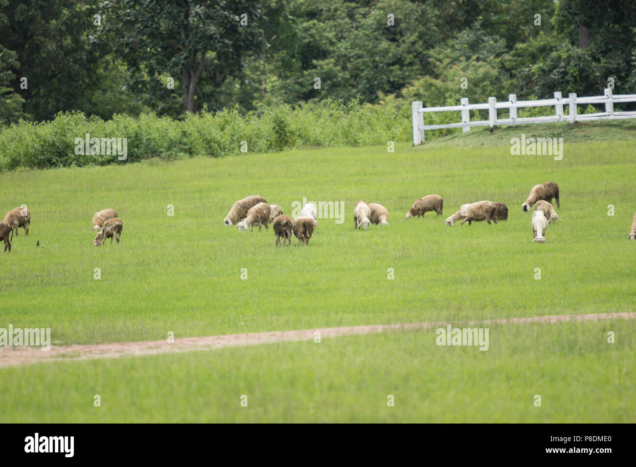 sheep in farm with green field and white fence Stock Photo - Alamy