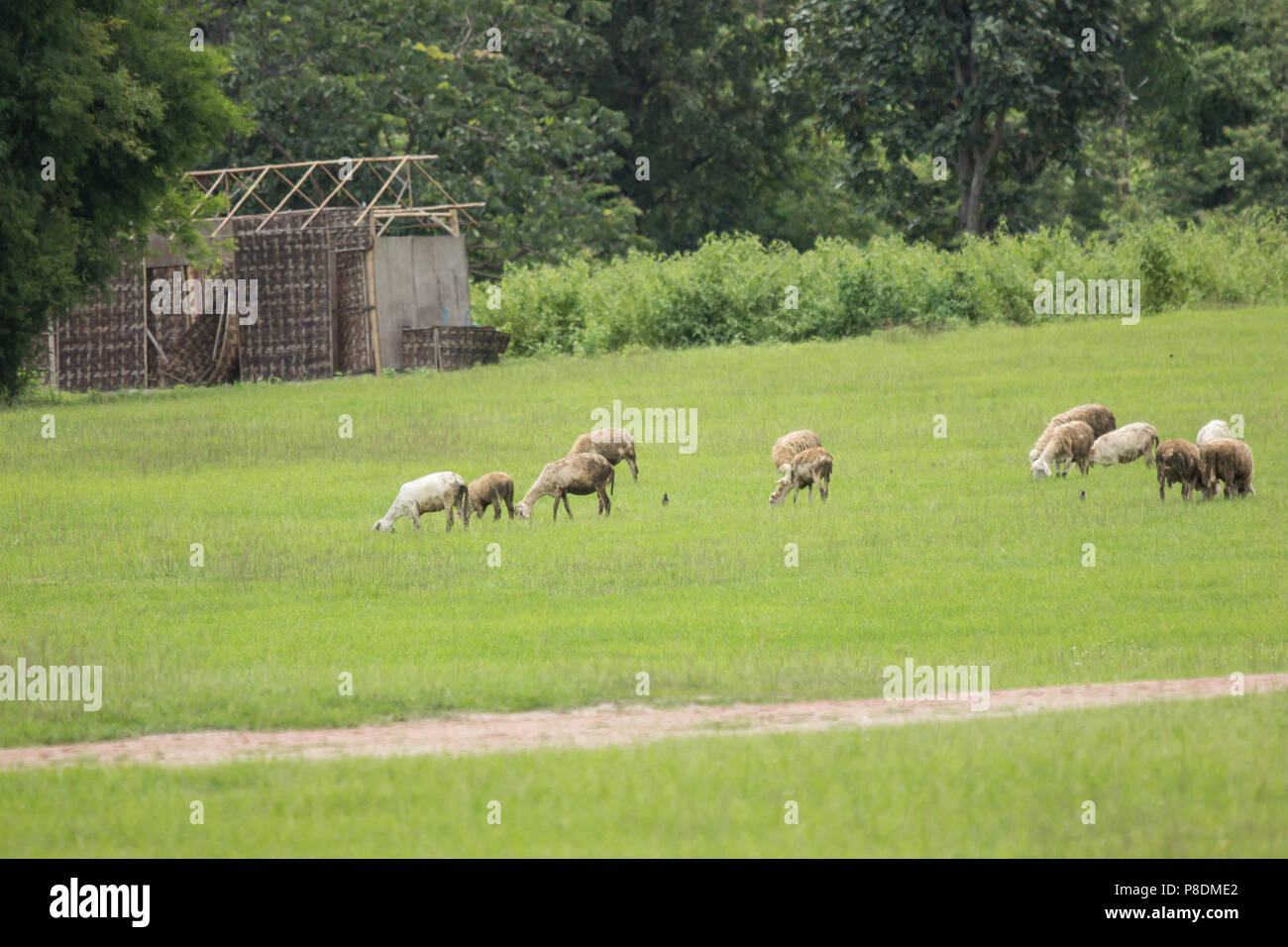 sheep in farm with green field Stock Photo - Alamy