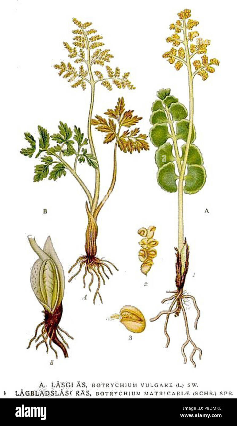511 Botrychium vulgare, B. matricariae Stock Photo - Alamy