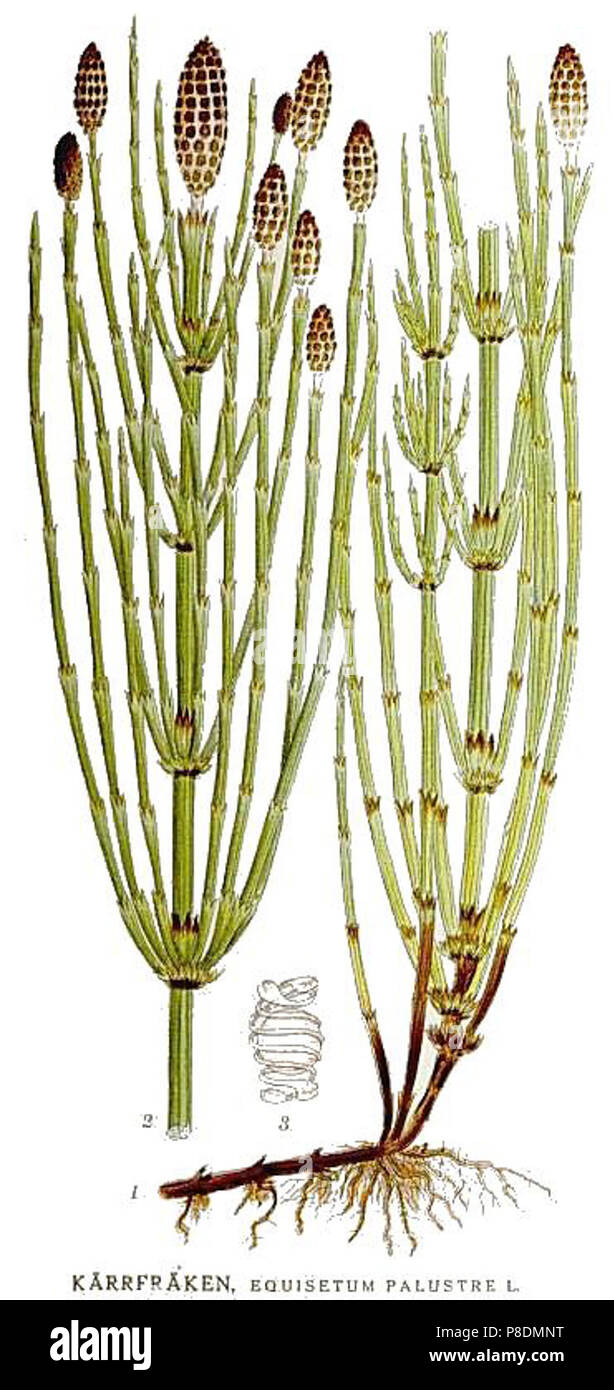 514 Equisetum palustre Stock Photo - Alamy