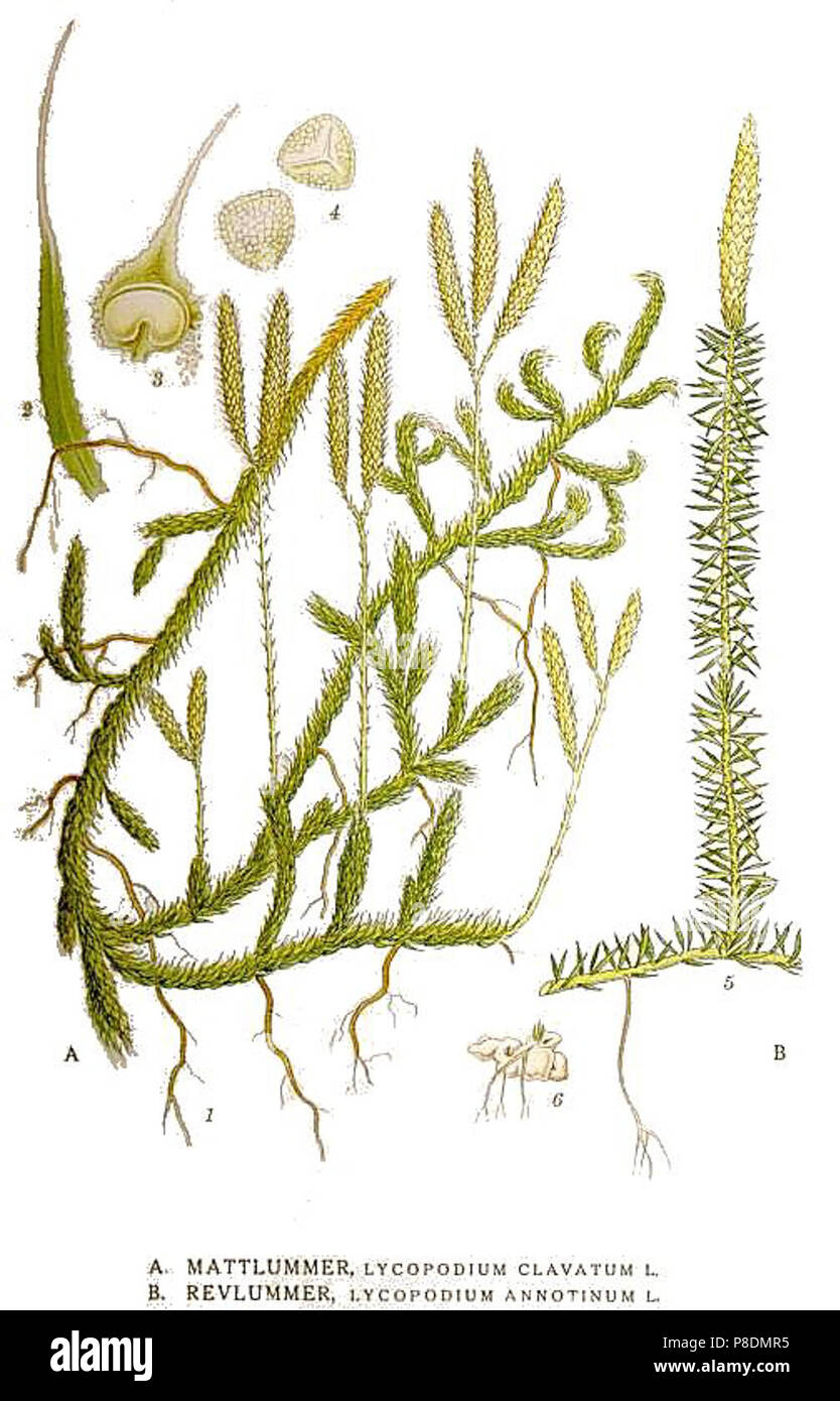 Lycopodium Clavatum