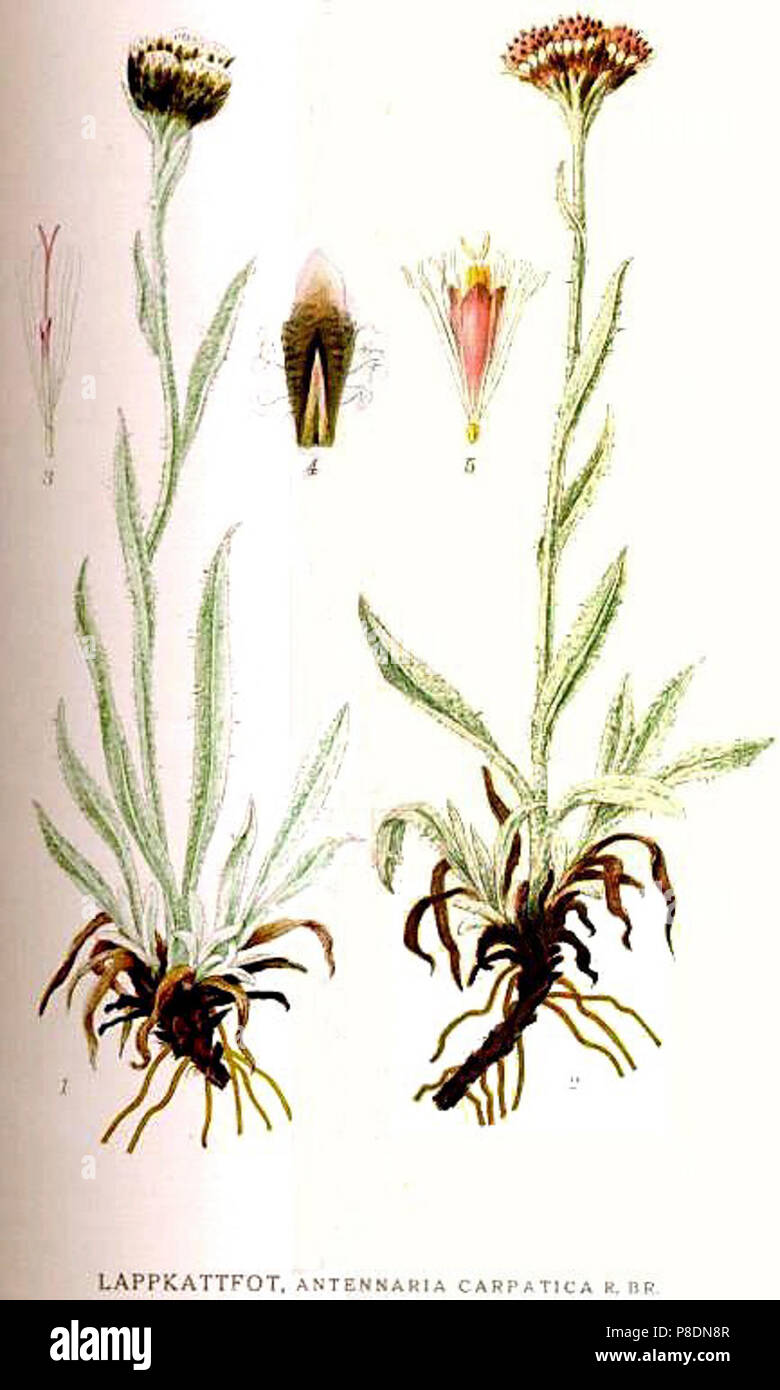 Antennaria carpatica hi-res stock photography and images - Alamy