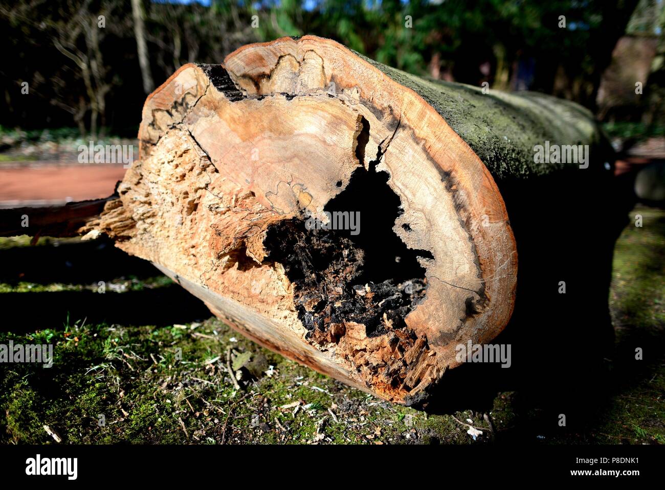 Tree stumpf at the palace garden in Oldenburg (Germany), 06 April 2018 ...