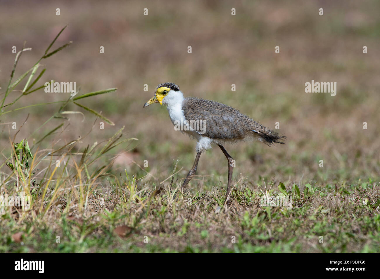 Baby lapwing hi-res stock photography and images - Alamy