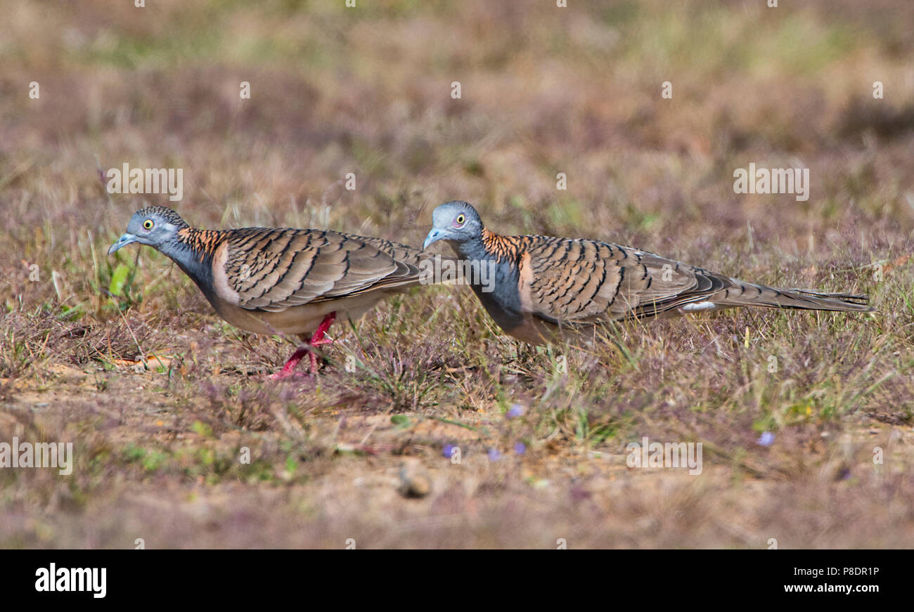 Bar shouldered dove geopelia humeralis on hi-res stock photography and ...