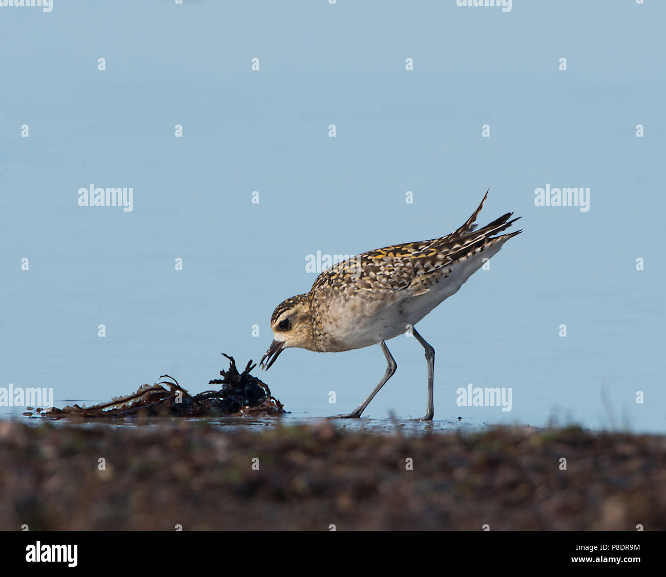 Pacific Golden Plover (Pluvialis fulva) feeding, Chilli Beach, Cape ...