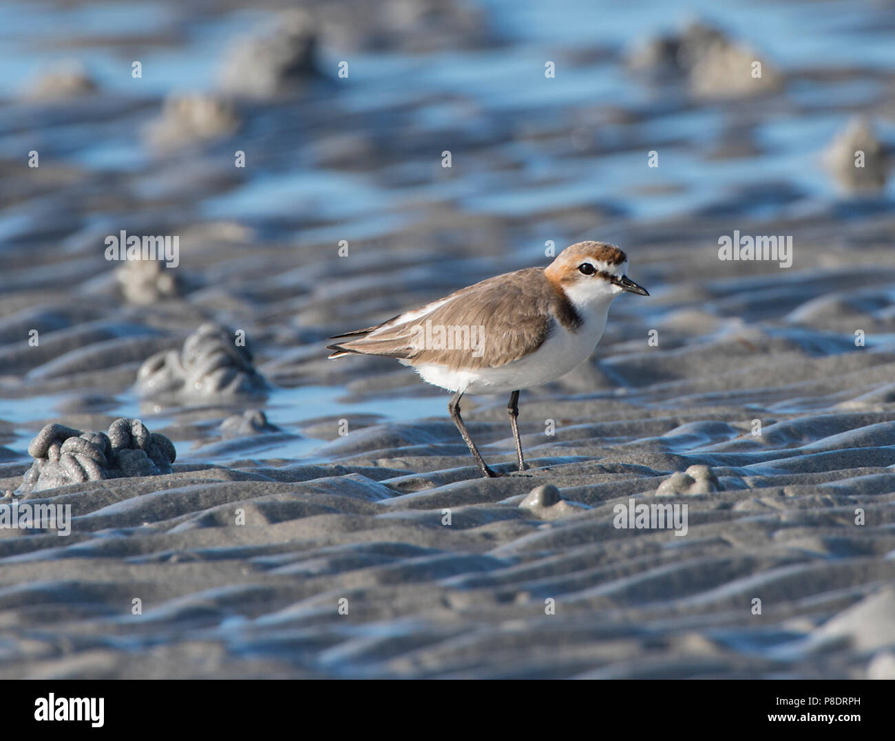 Australian plover hi-res stock photography and images - Alamy